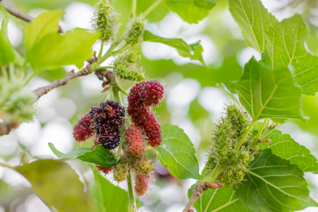 Comprendre le rôle du Morus kagayamae Fruitless dans la biodiversité ...